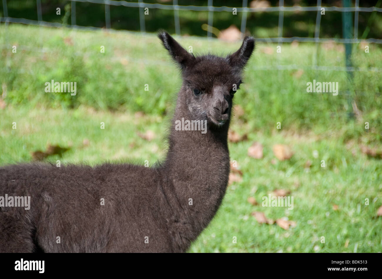 Baby llama hi-res stock photography and images - Alamy