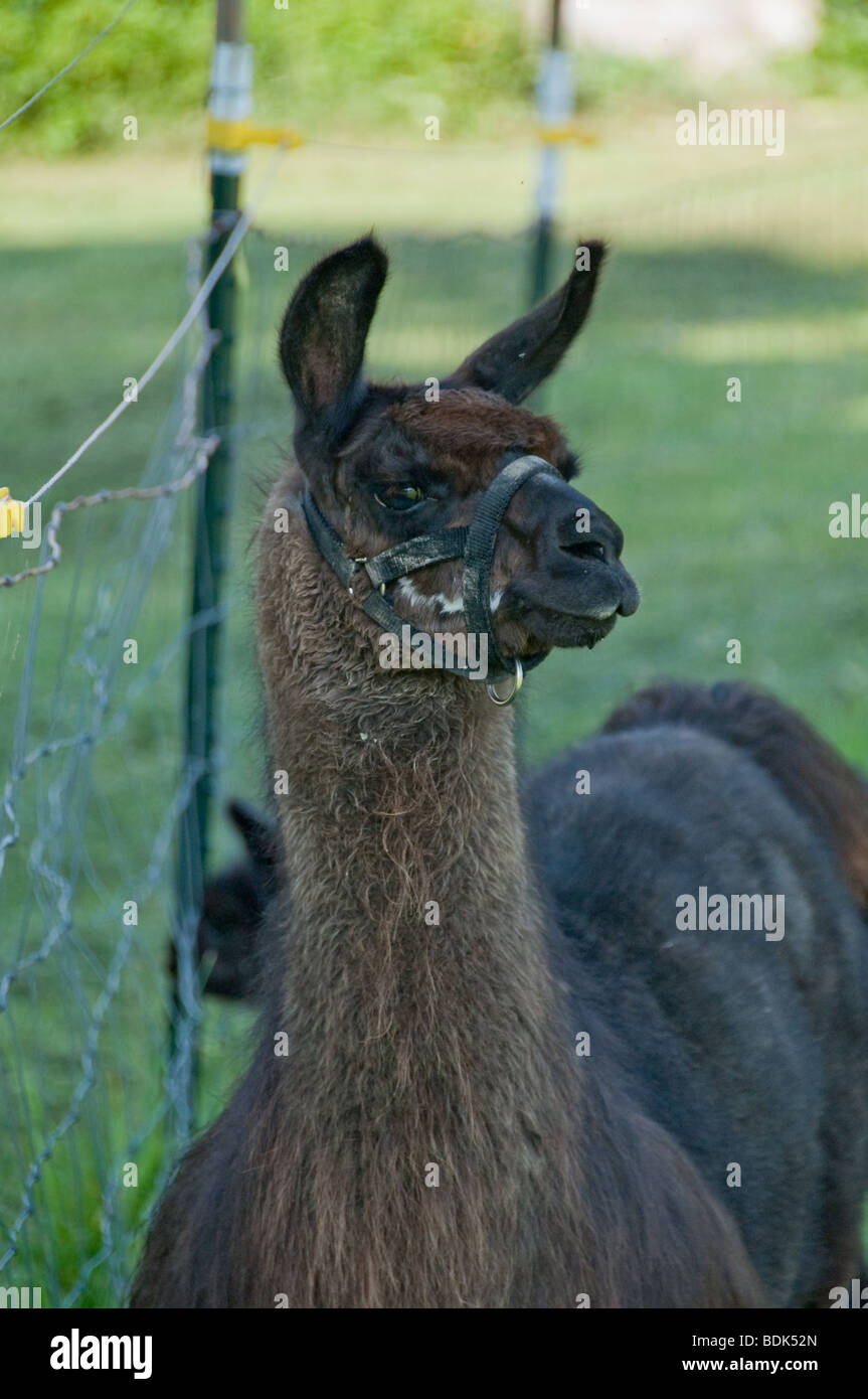 Female emu hi-res stock photography and images - Alamy