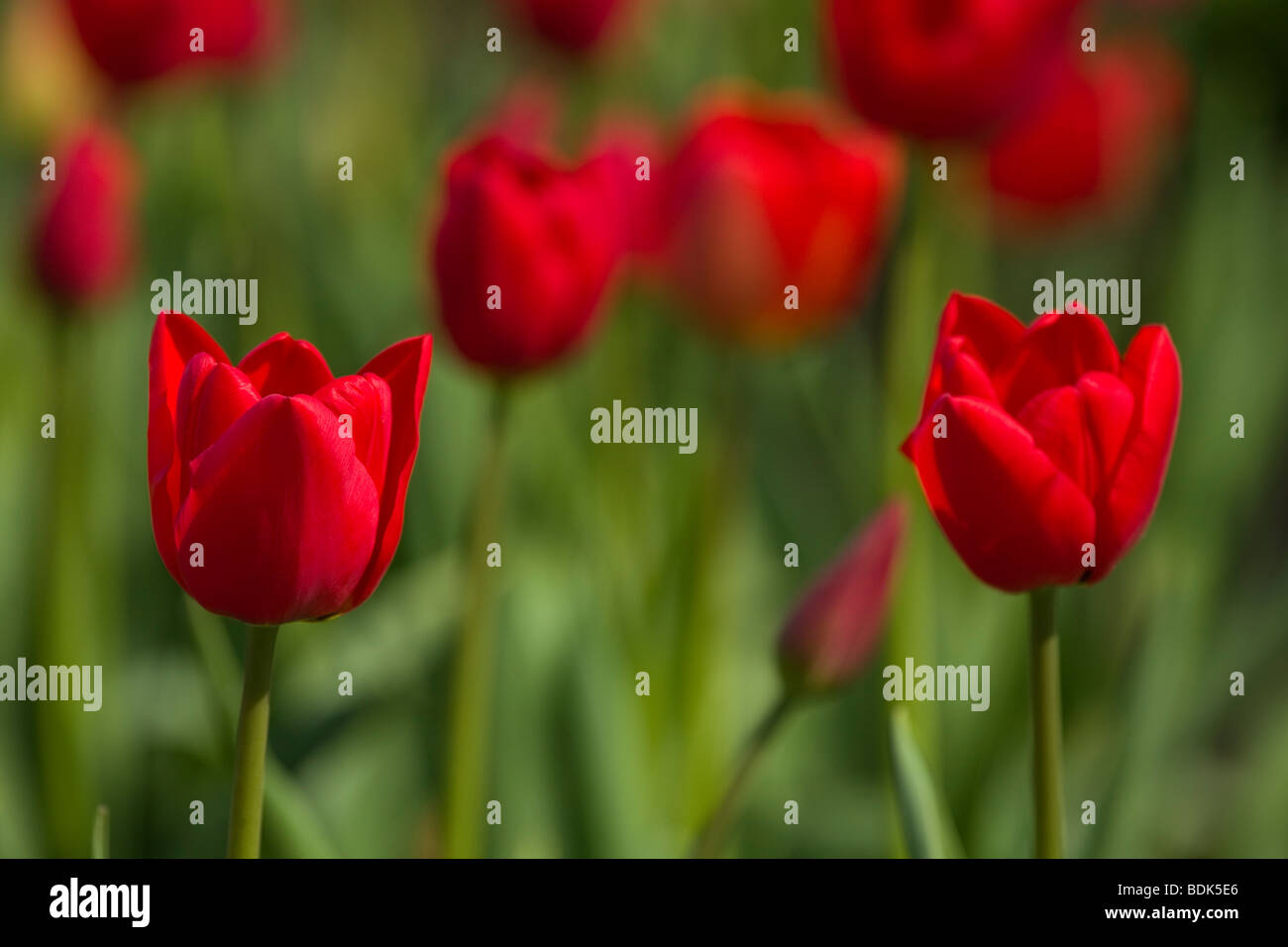 Spalding tulips hi-res stock photography and images - Alamy