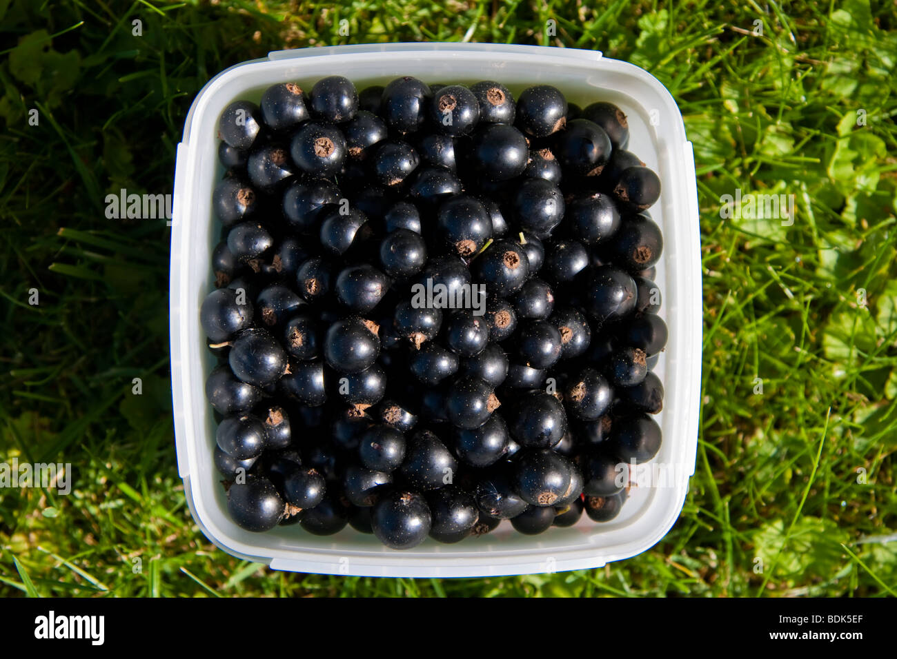 Black currant cassis hi-res stock photography and images - Alamy