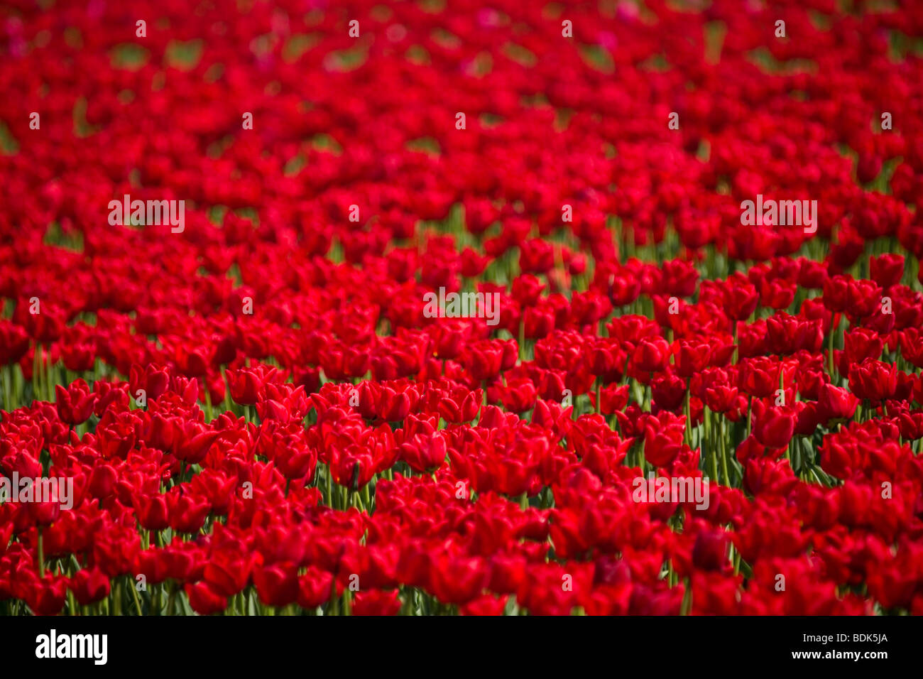 Commercial bulb fields hi-res stock photography and images - Alamy