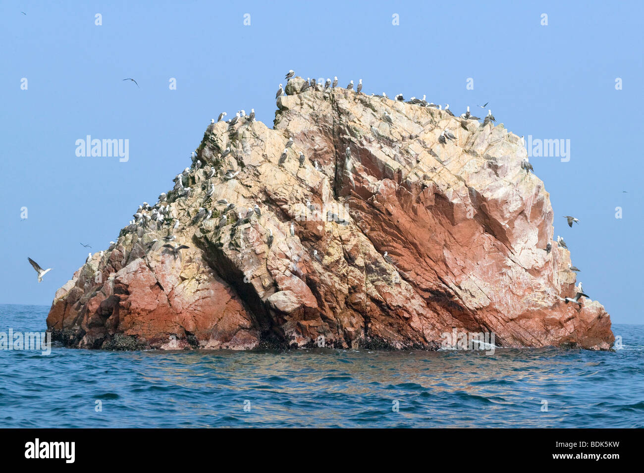 Birds on island in the Pacific Ocean, Paracas, Peru Stock Photo - Alamy