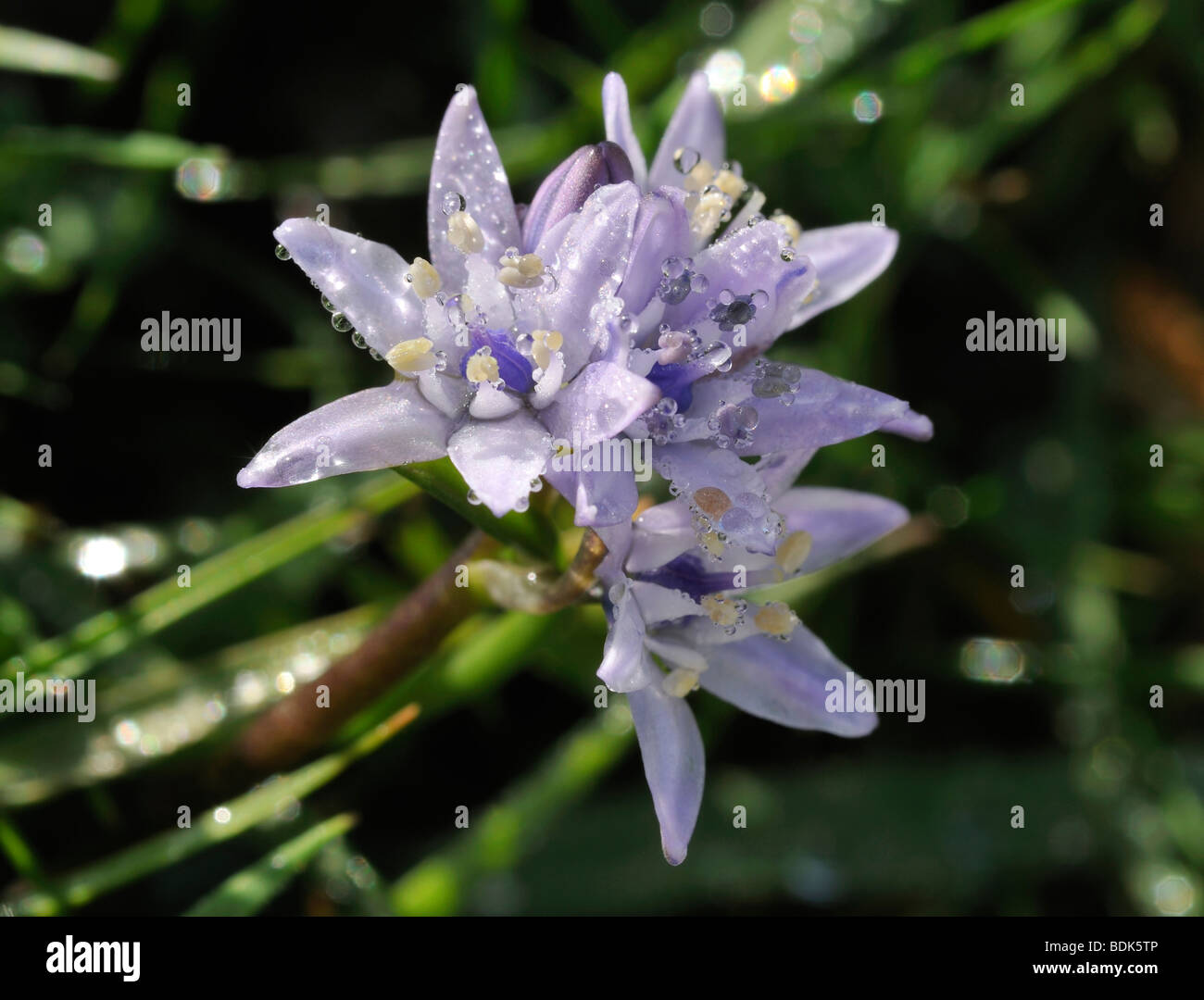 Spring Squill with morning dew - Scilla verna Stock Photo - Alamy
