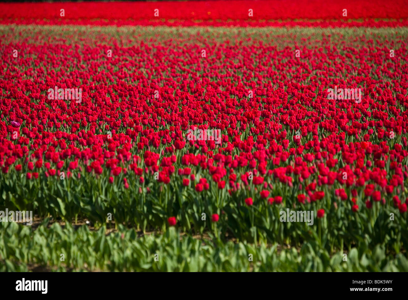 Commercial tulip field near hi-res stock photography and images - Alamy