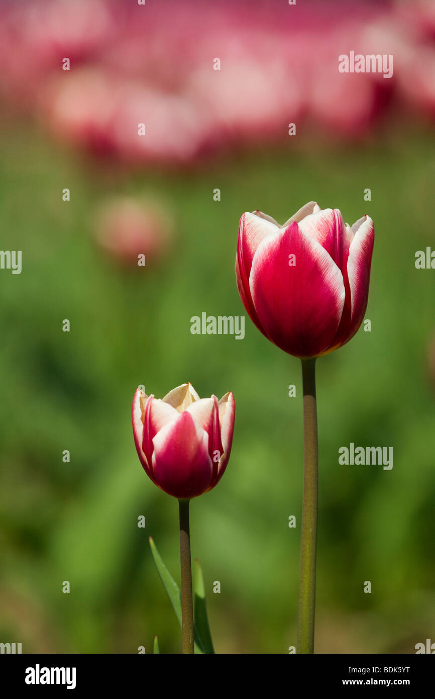 Spalding Tulips High Resolution Stock Photography and Images - Alamy