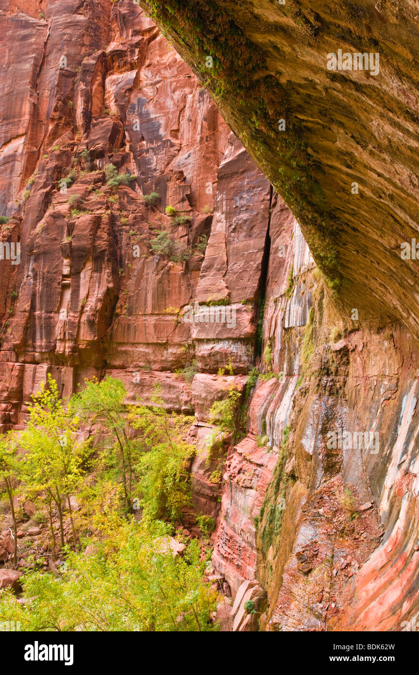 The Weeping Wall, Zion National Park, Utah Stock Photo - Alamy