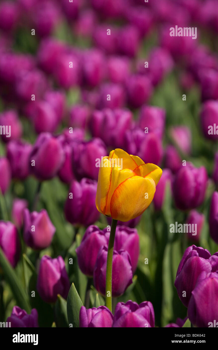 Bulb fields, lincolnshire hi-res stock photography and images - Alamy