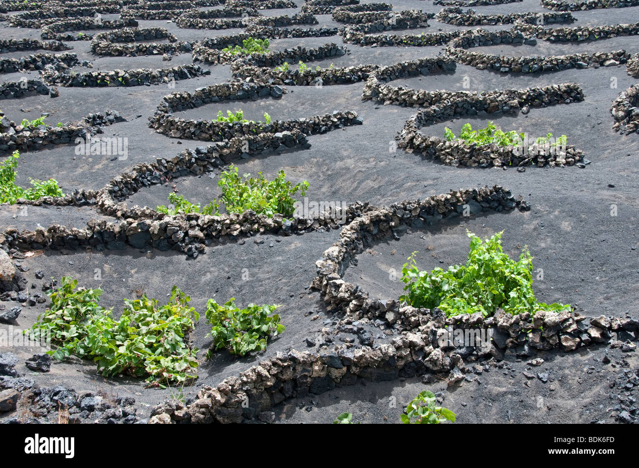 Volcanic soil hi-res stock photography and images - Alamy