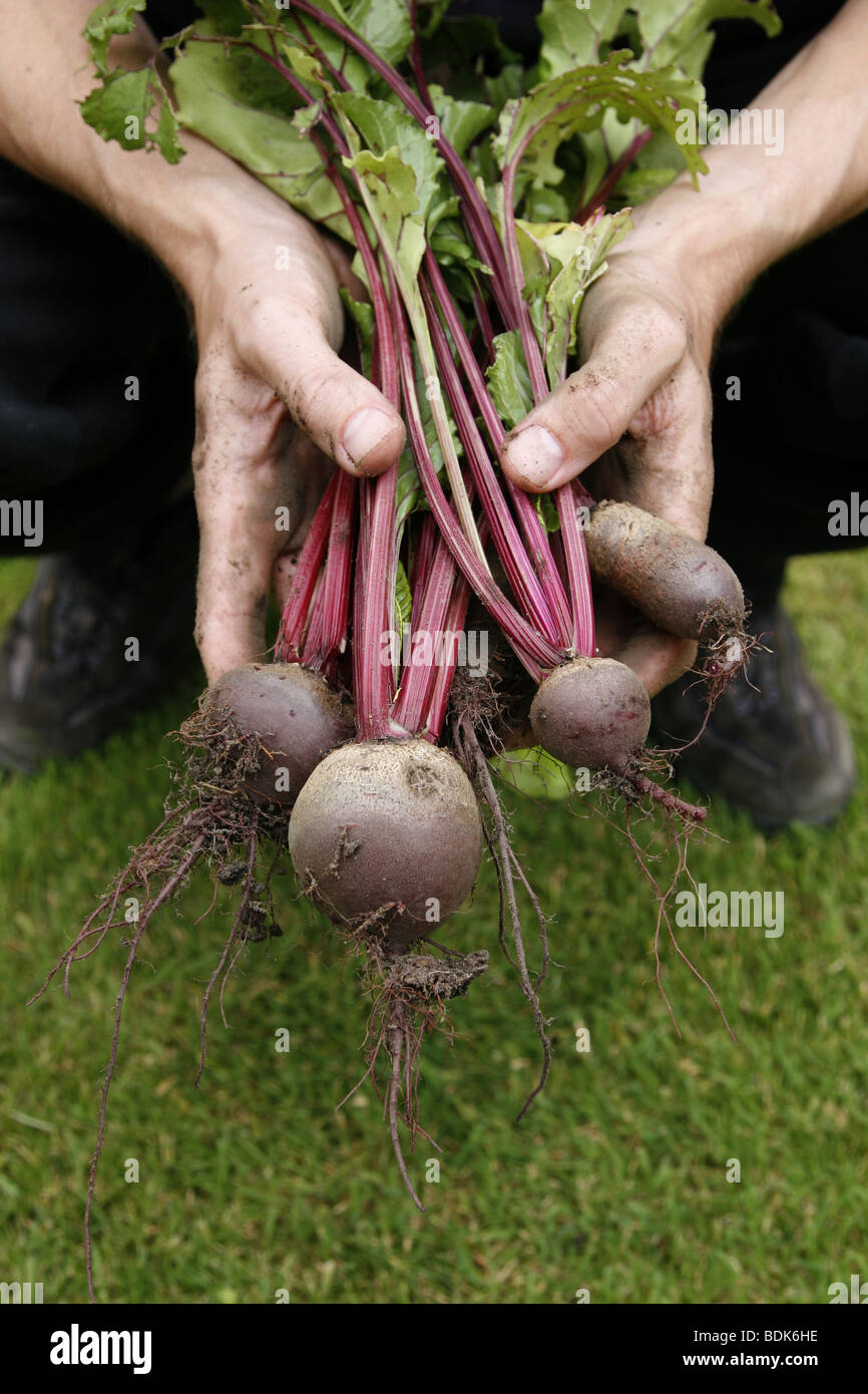 Home grown beetroots hi-res stock photography and images - Alamy