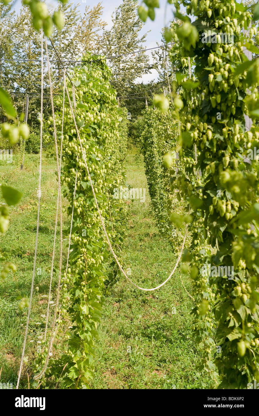 Hop flowers on the vine Stock Photo - Alamy