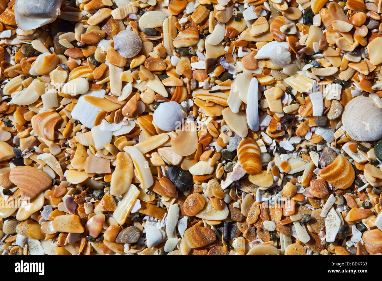 Shells on a beach on Waiheke Island (New Zealand Stock Photo - Alamy