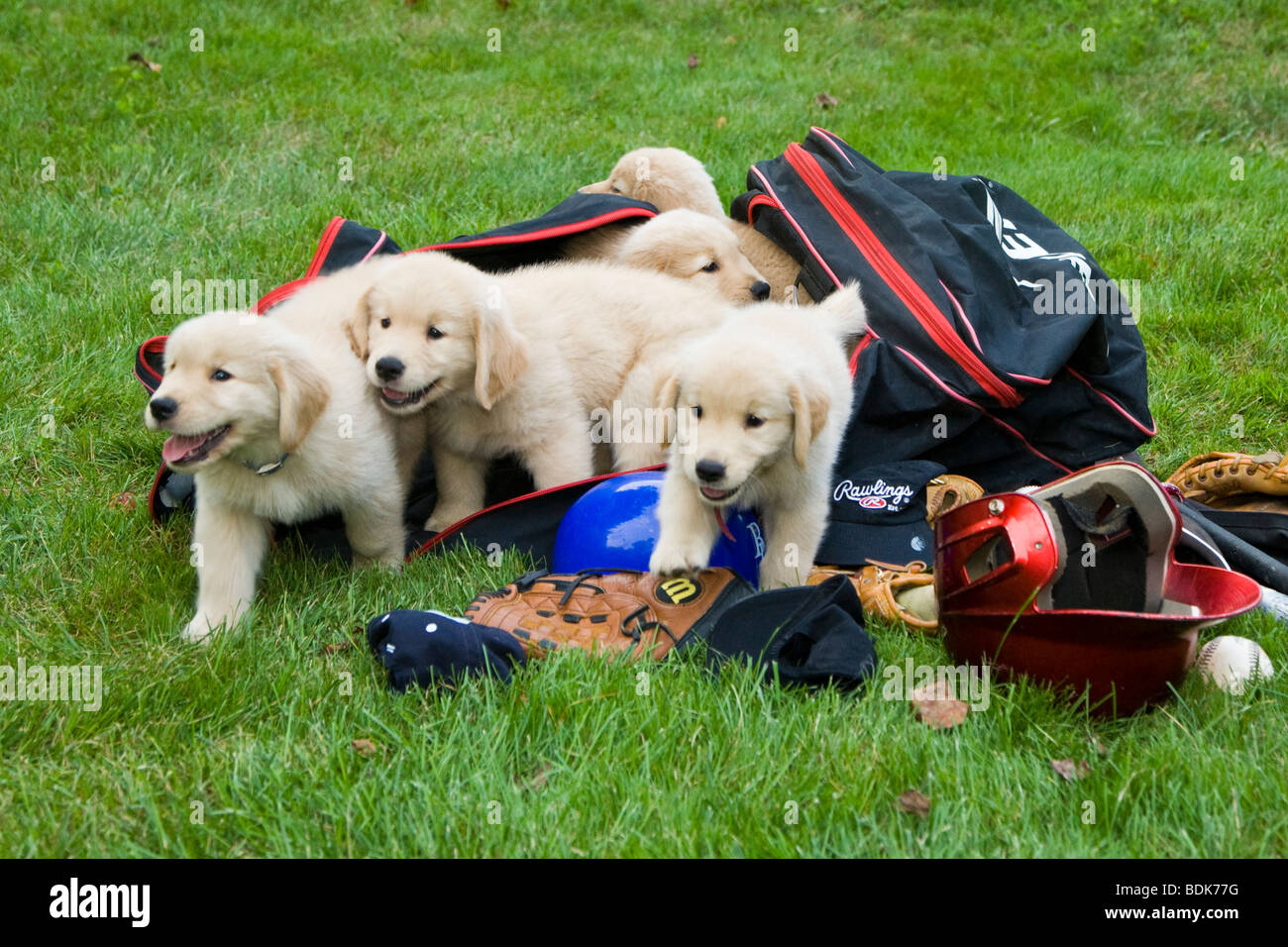 Puppies Playing Baseball