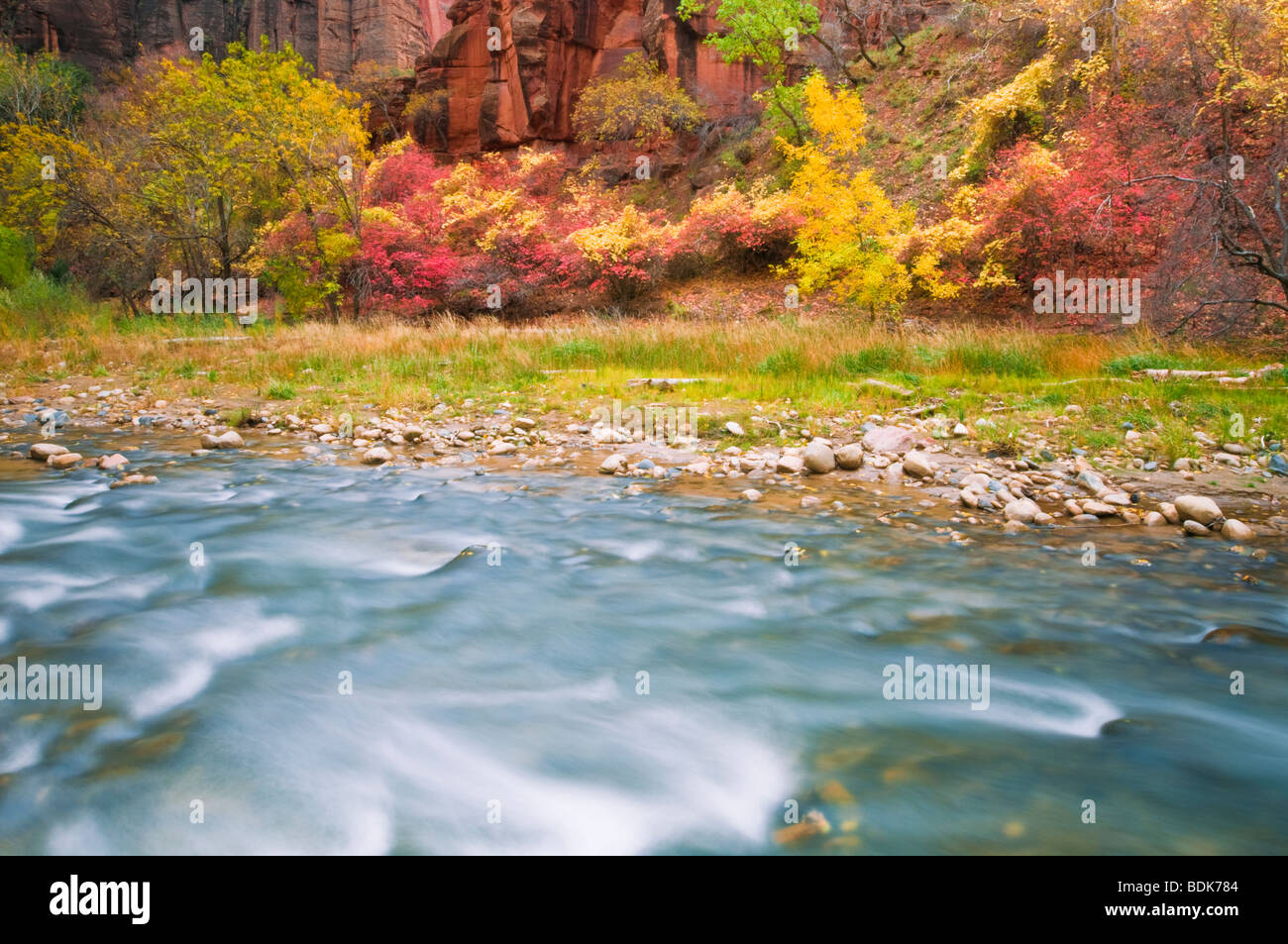 Fall color along the Virgin River in Zion Canyon, Zion National Park ...