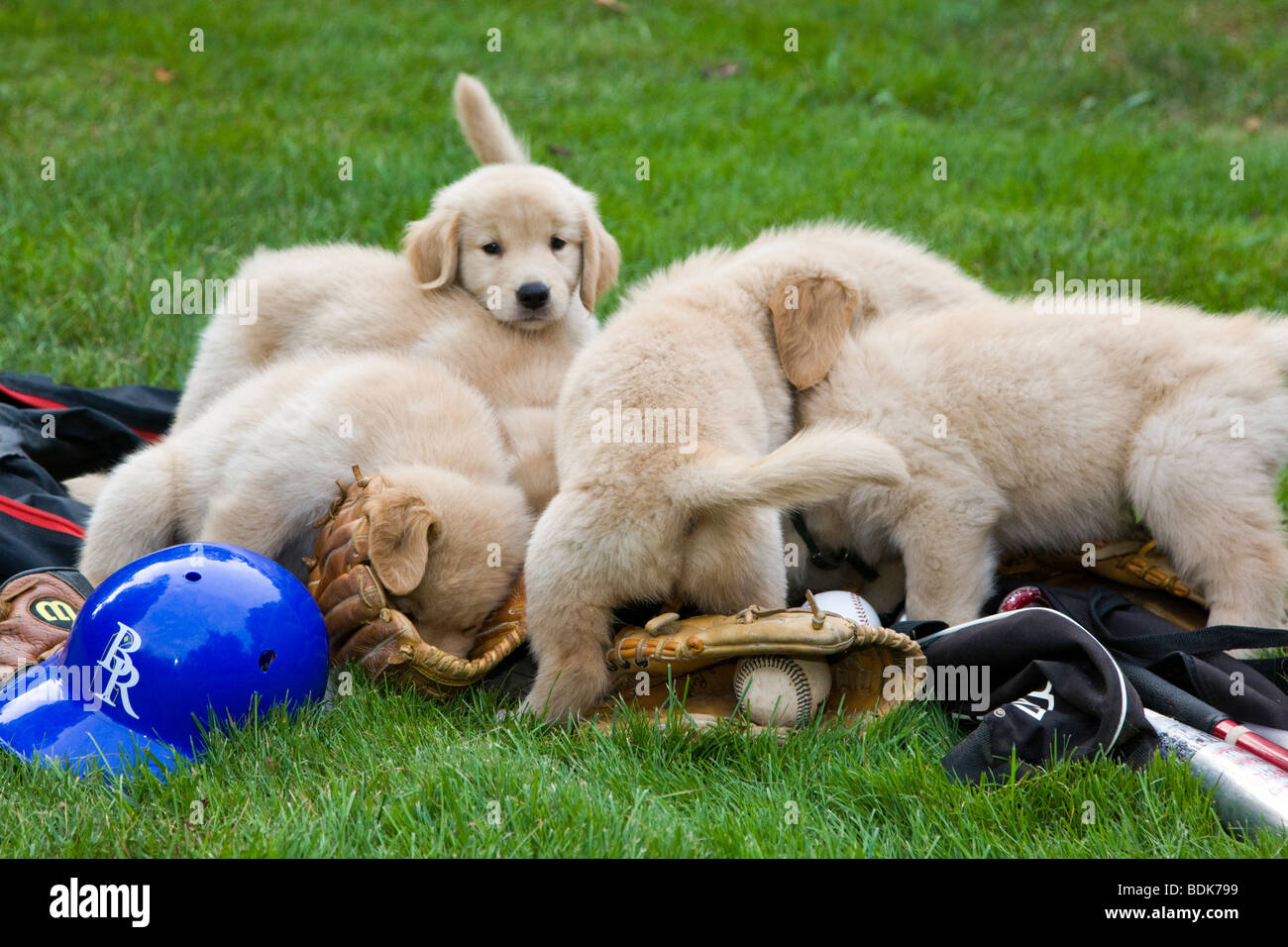 Baby bats hi-res stock photography and images - Alamy