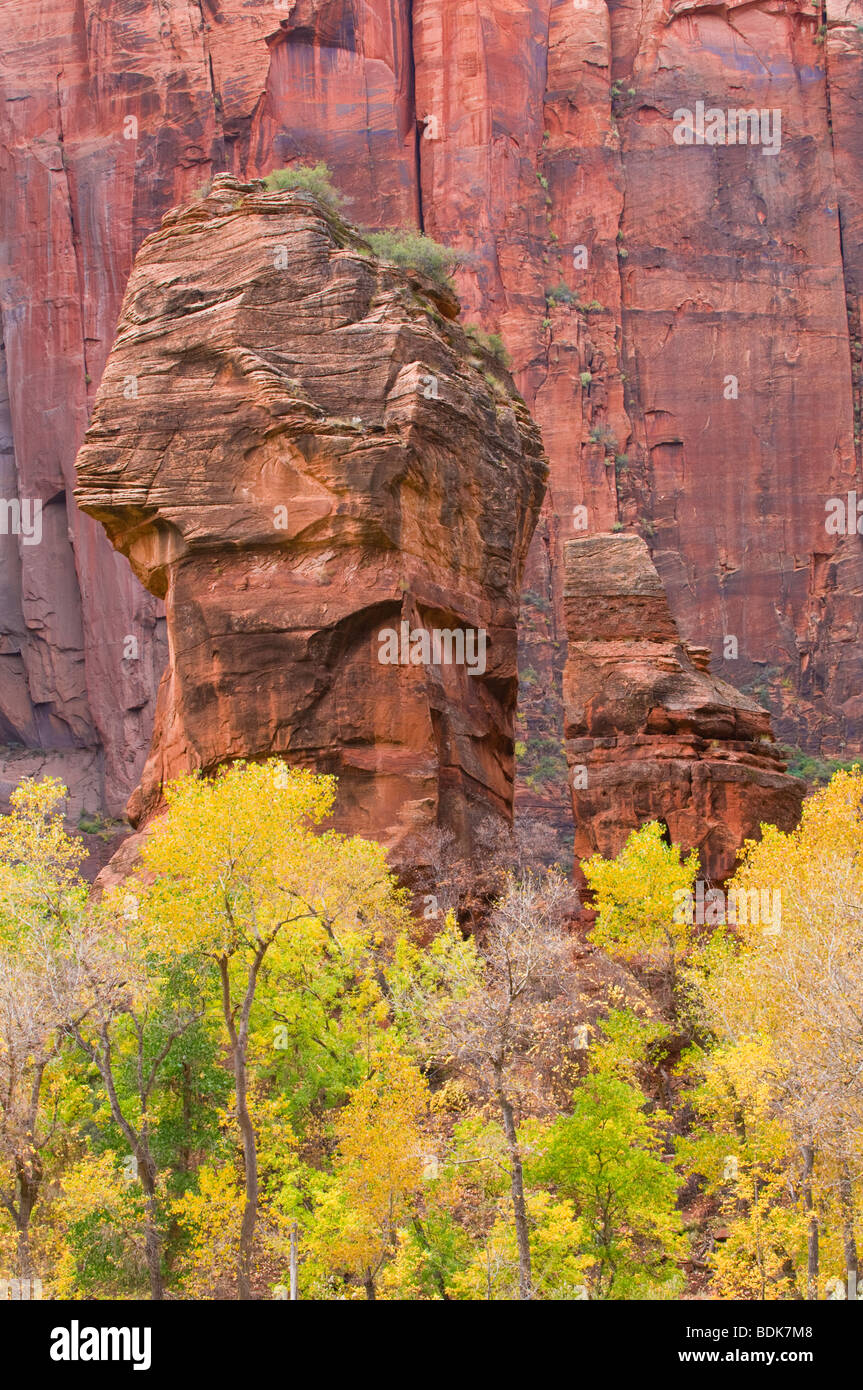 Fall cottonwoods under the Alter and Pulpit rocks in Zion Canyon, Zion ...