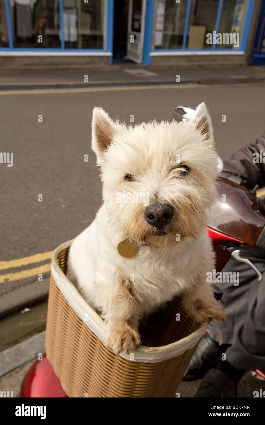 White Scottish Terrier riding around in a bike basket Stock Photo - Alamy