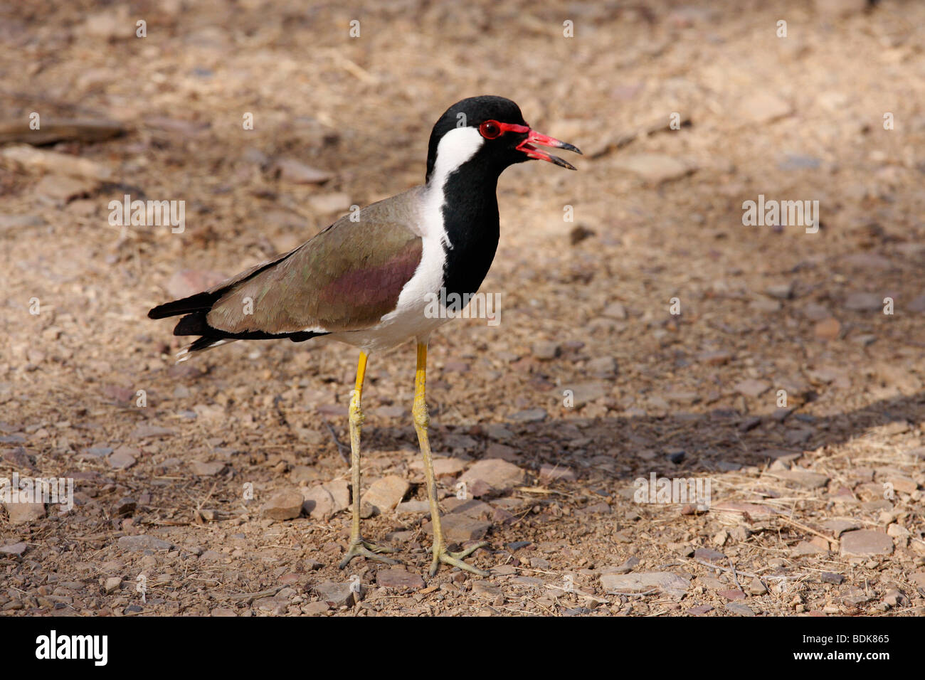 Red-wattled Lapwing (Vanellus indicus), at Ranthambhore Tiger Reserve ...
