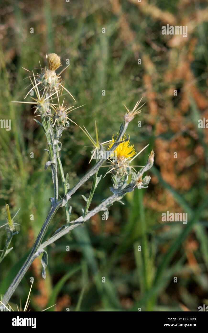 Star thistle hi-res stock photography and images - Alamy