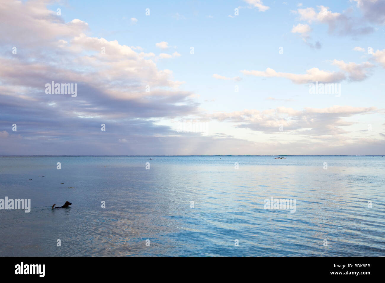 Dogs in the ocean off Muri Beach on Rarotonga, Cook Islands Stock Photo ...