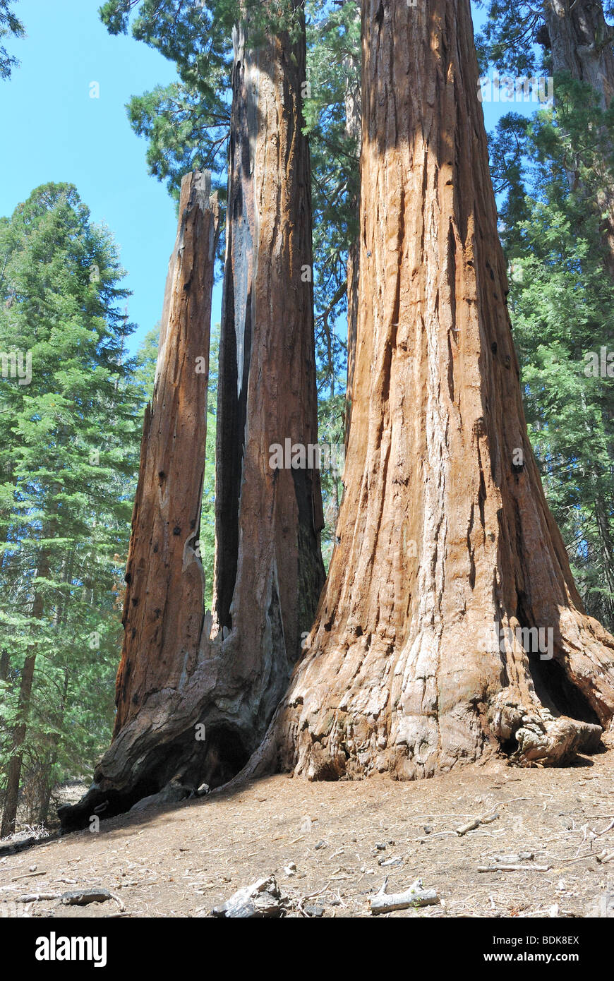 General grant giant sequoia tree hi-res stock photography and images ...