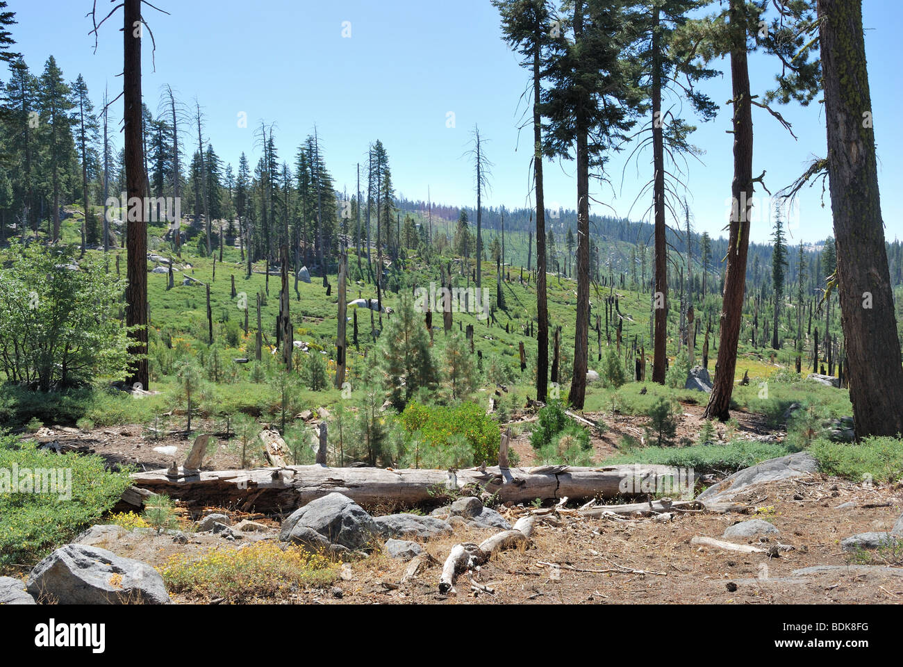 New growth forest fire burn area hi-res stock photography and images ...