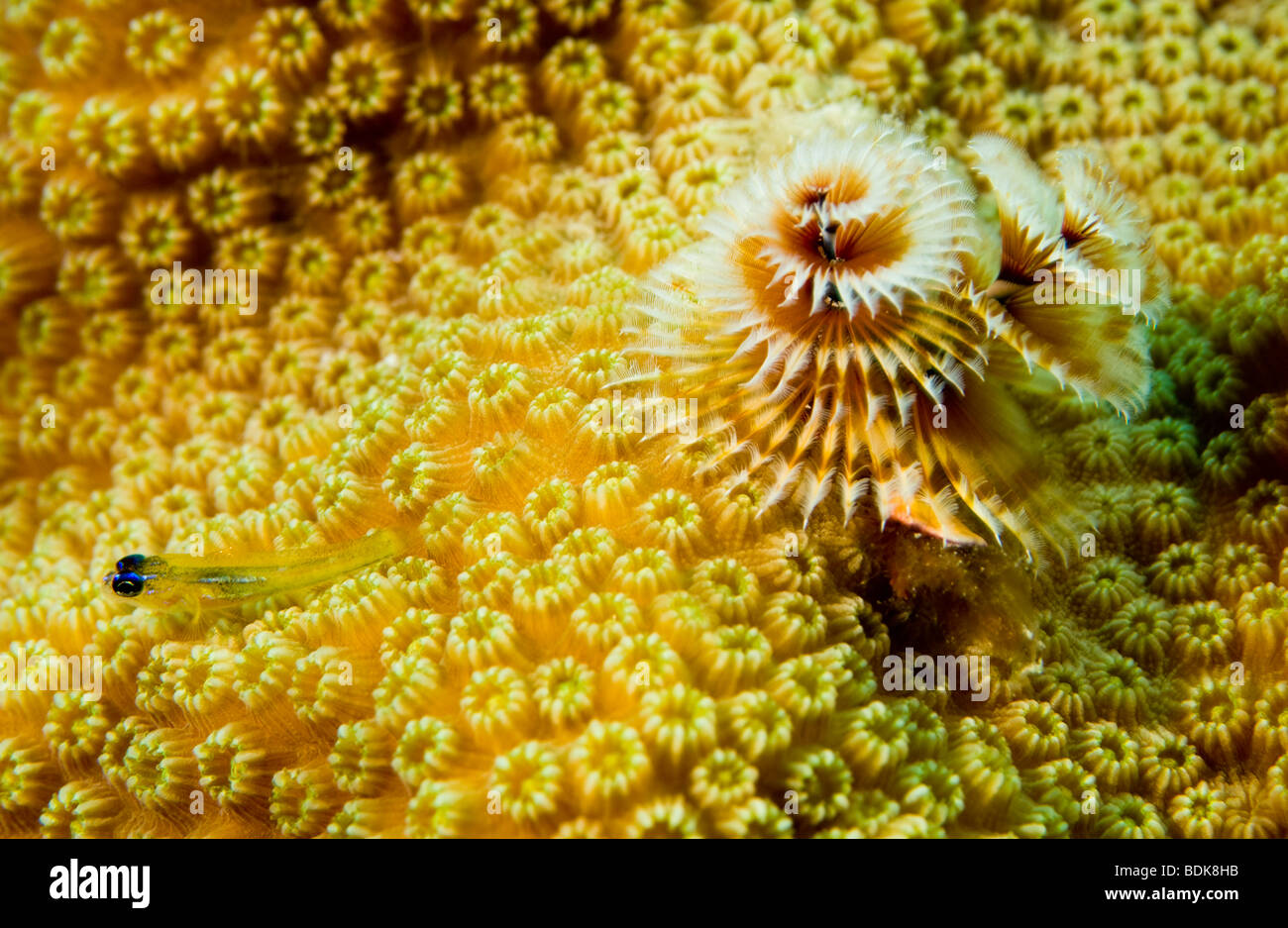 Glass minnow hi-res stock photography and images - Alamy