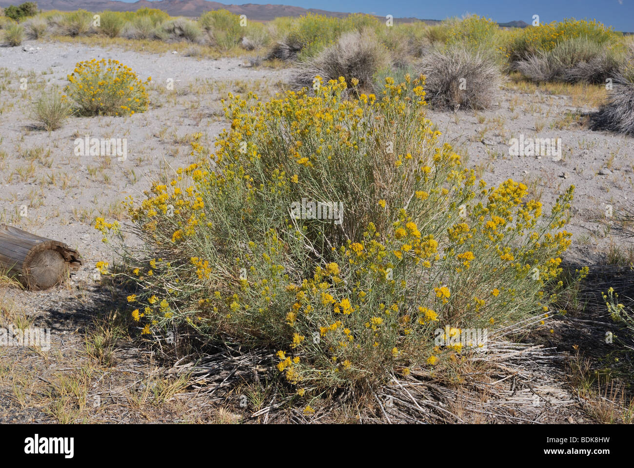 Broom snakeweed gutierrezia sarothrae hi-res stock photography and ...