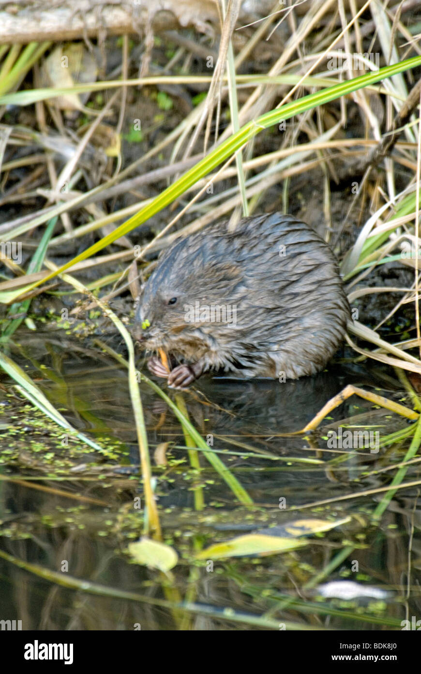 A young Muskrat (Ondatra zibethicus) eating grass roots at waters edge ...