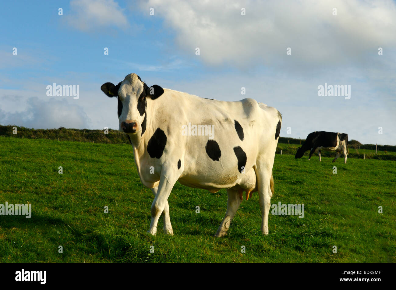 Two cows one white hi-res stock photography and images - Alamy