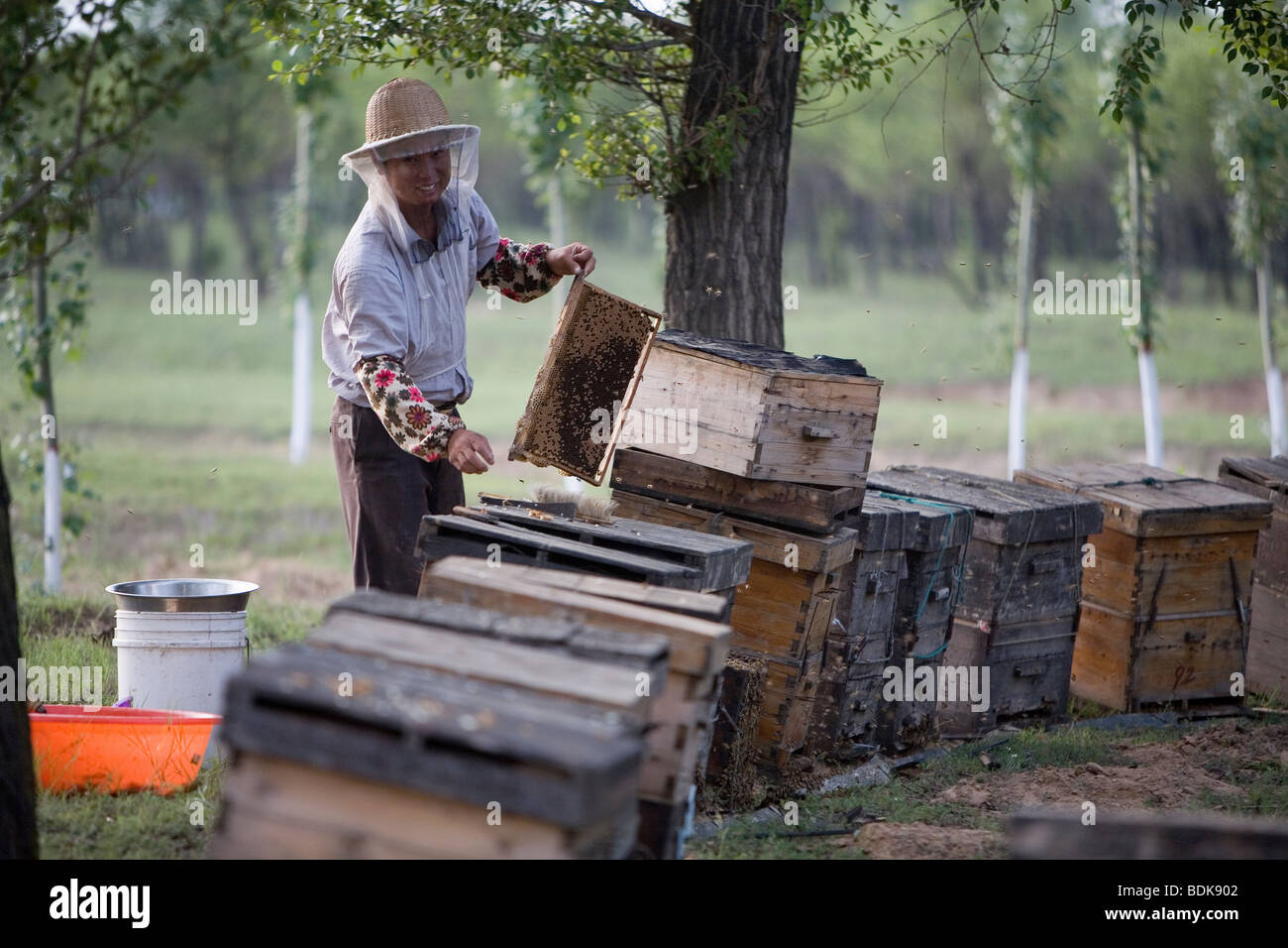 Chinese honey bees hi-res stock photography and images - Alamy