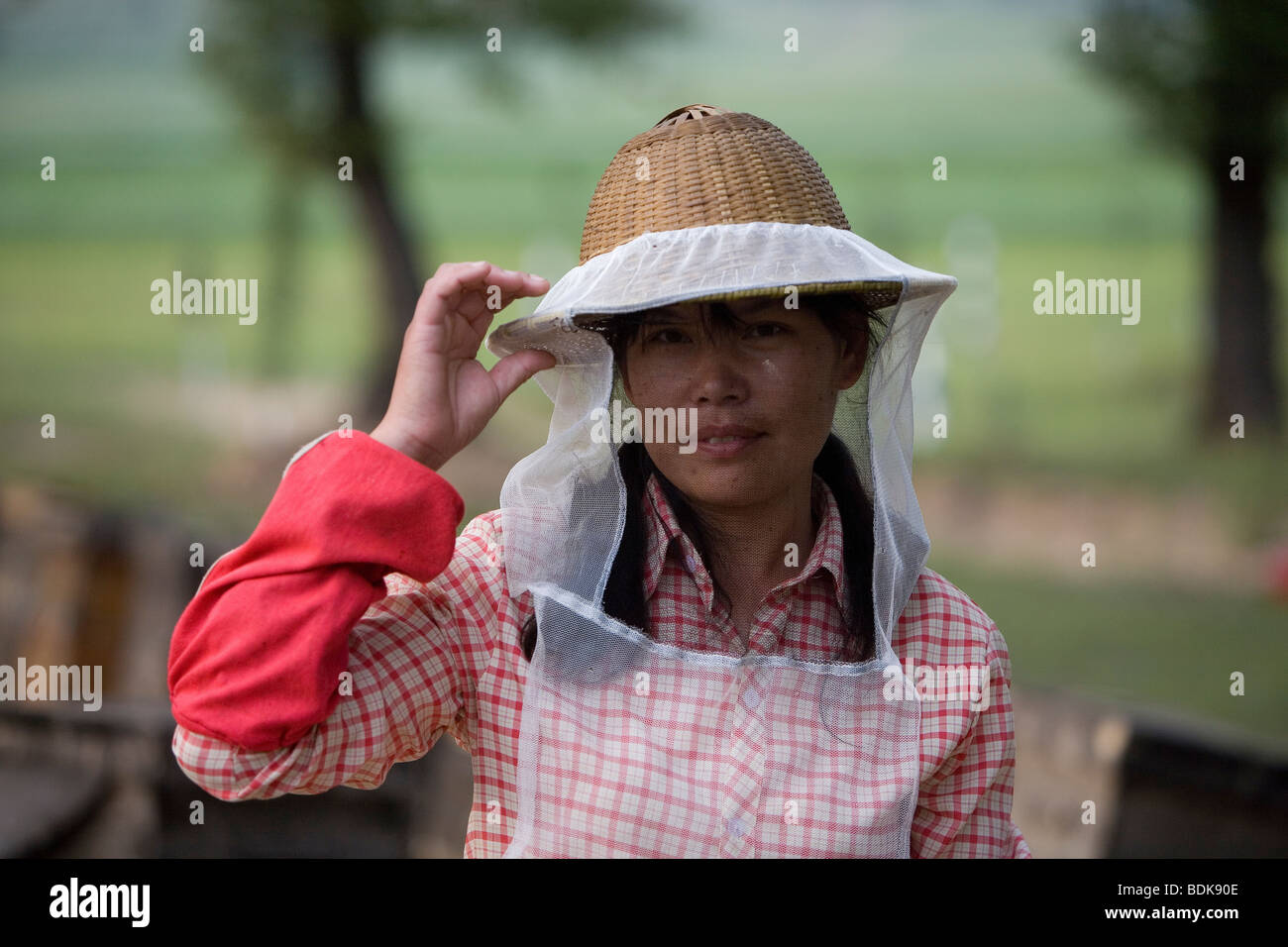 Chinese honey bees hi-res stock photography and images - Alamy