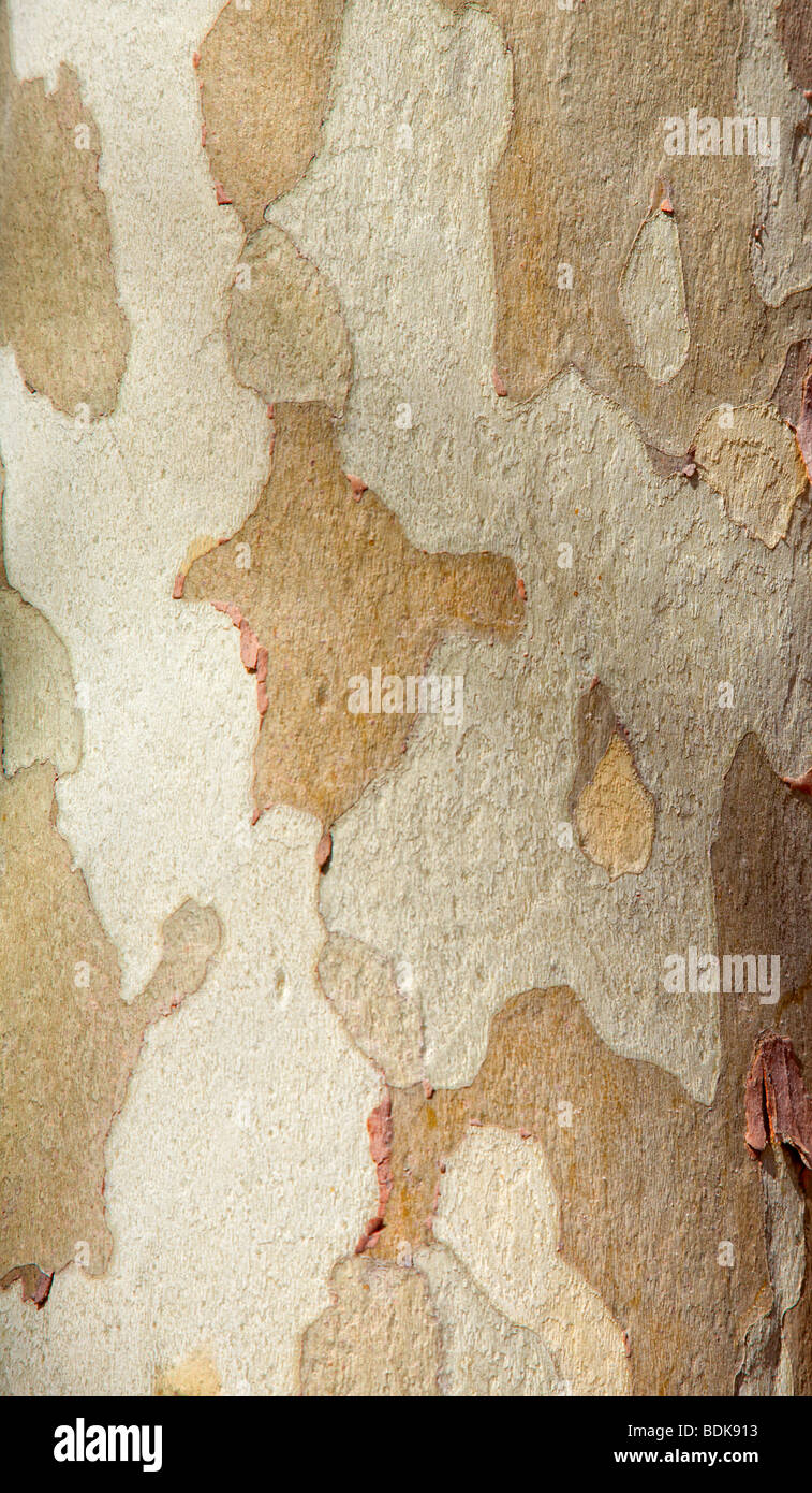 Sycamore tree hi-res stock photography and images - Alamy