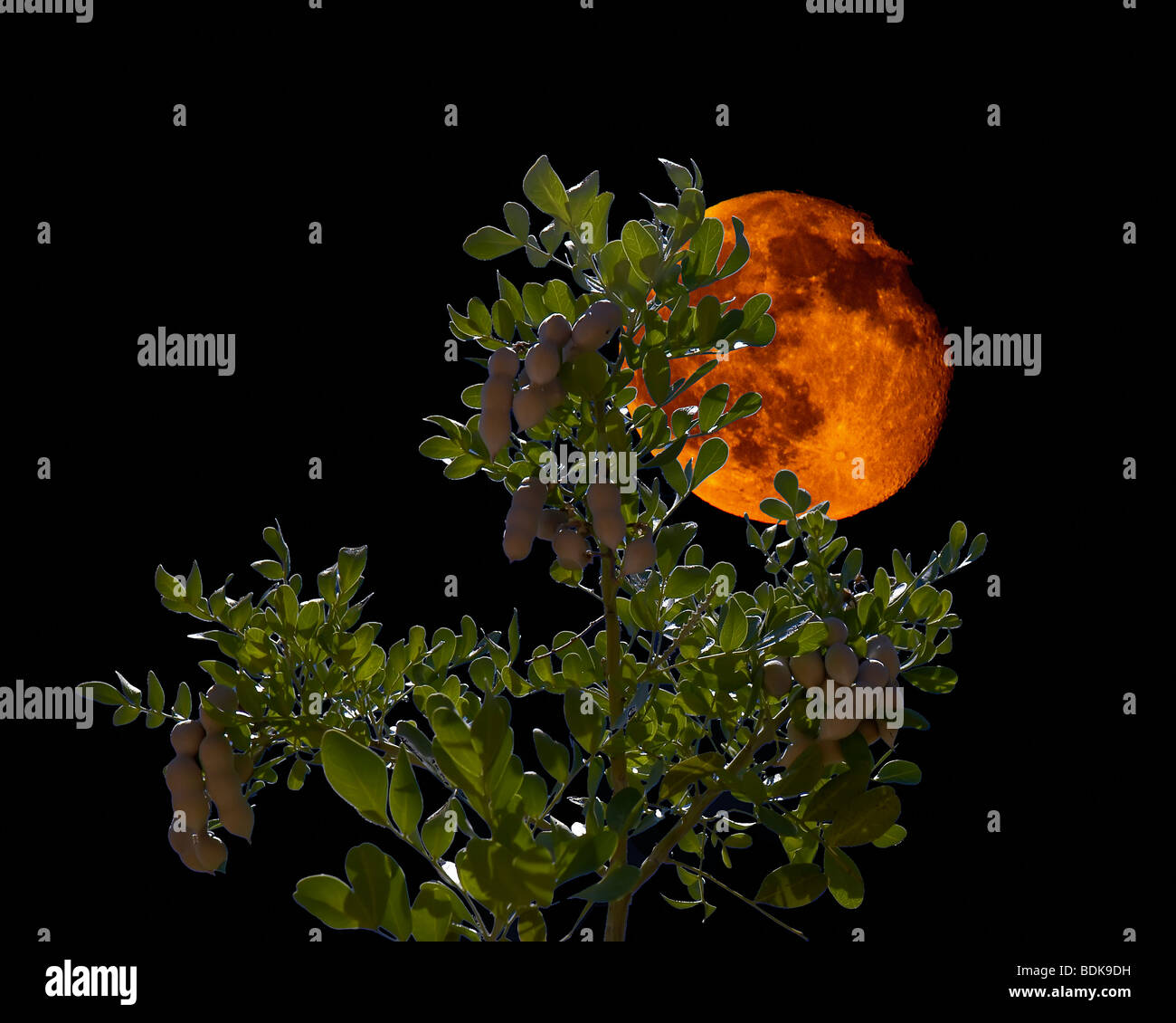 Mescal Bean tree bearing seed pods against a desert moon. Stock ...