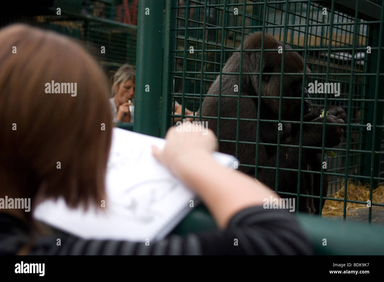Howlett's gorilla hi-res stock photography and images - Alamy