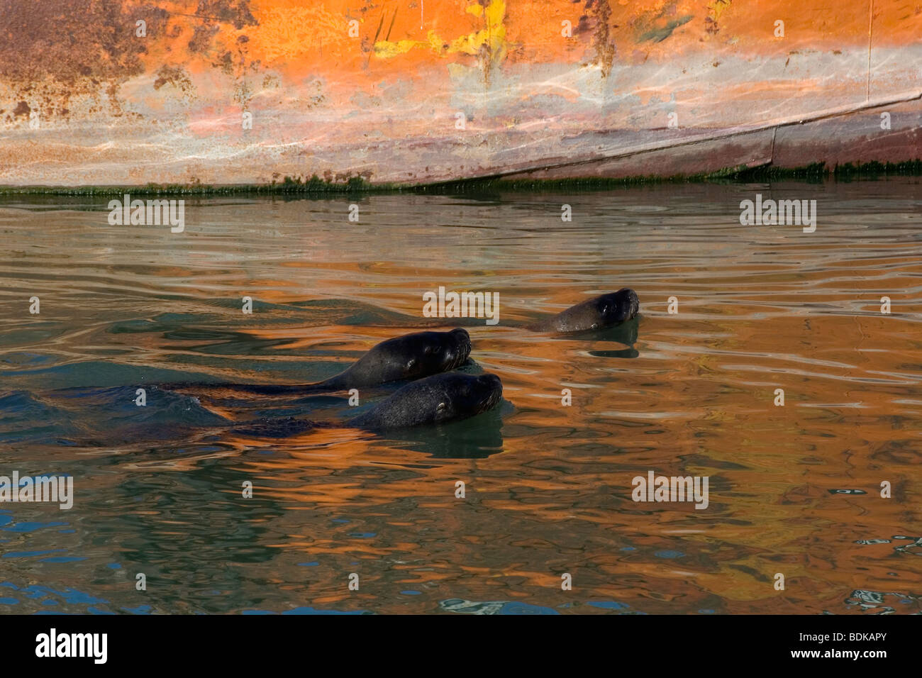 Southern sea lions, Otaria byronia, swim close to a rusty ship, Rawson ...