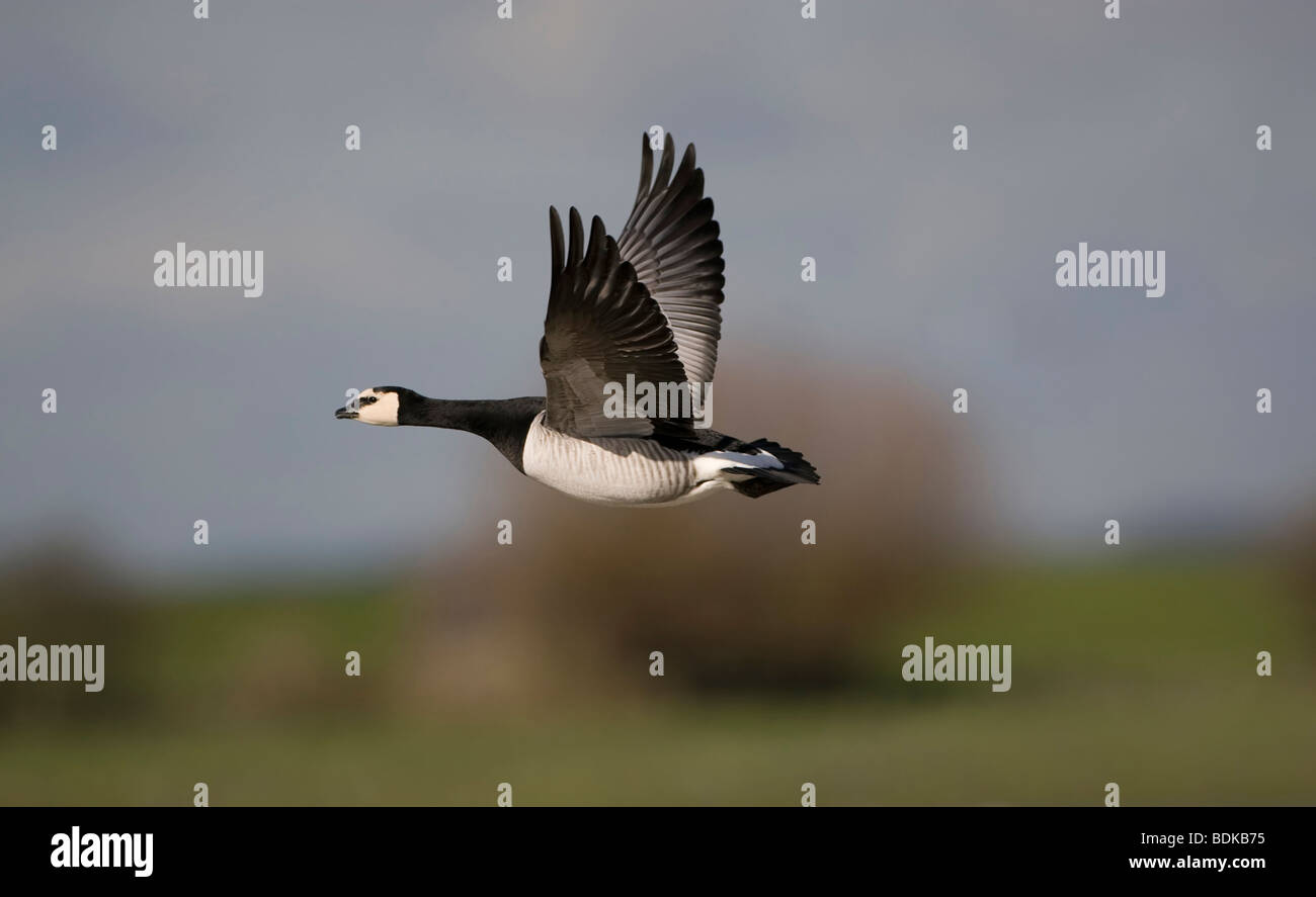 Barnacle Goose in flight Stock Photo - Alamy