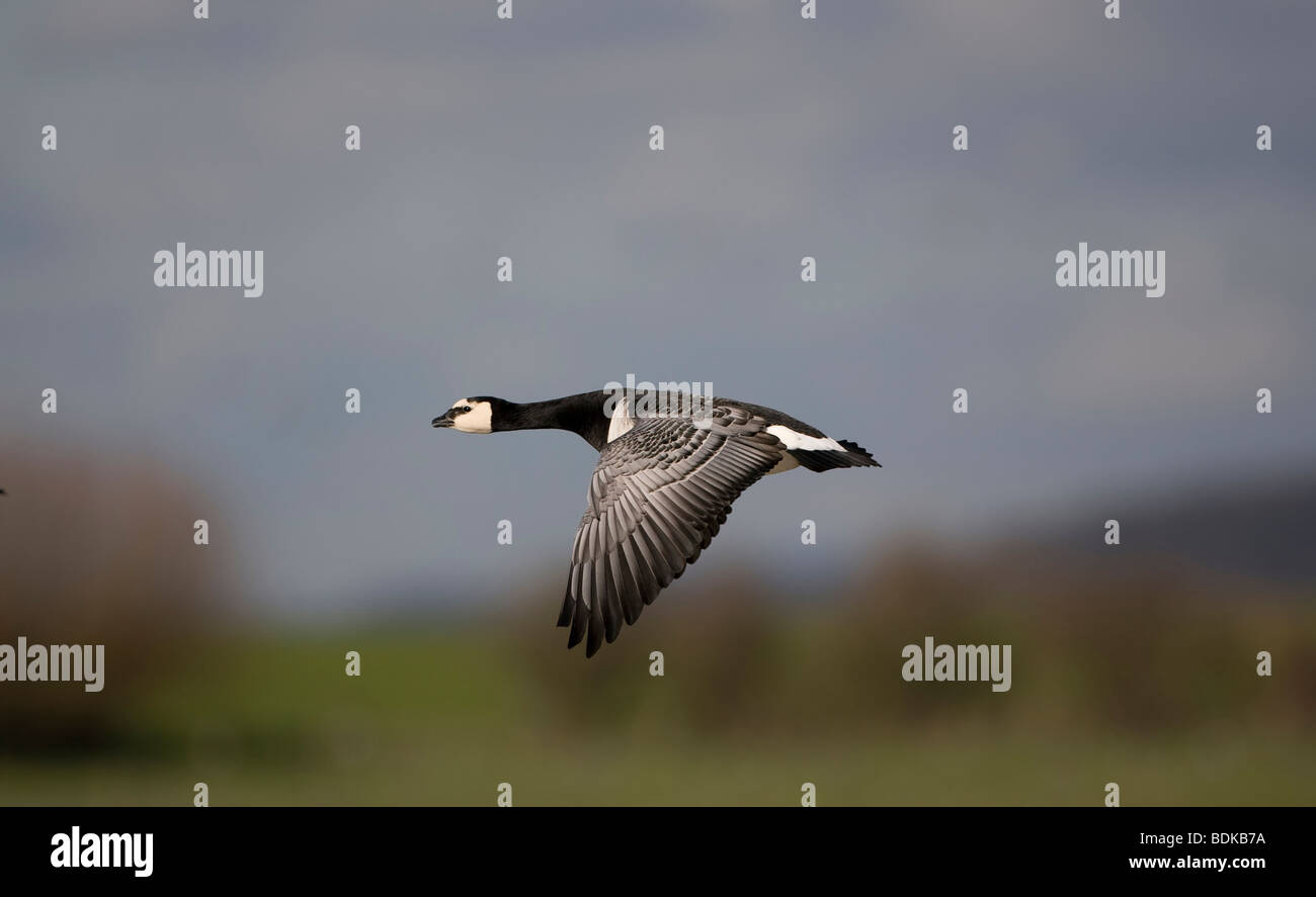 Barnacle Goose in flight Stock Photo - Alamy