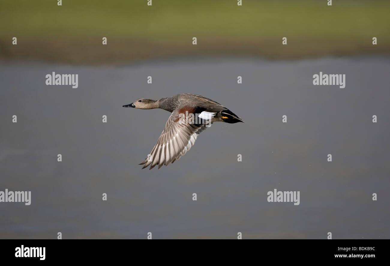 Gadwall in flight Stock Photo - Alamy