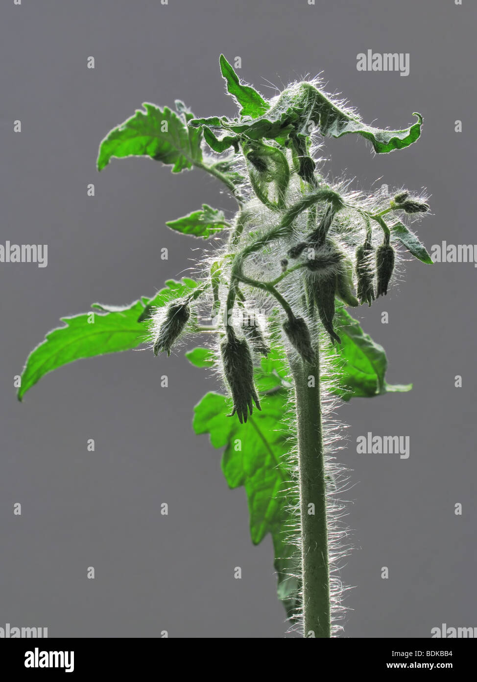 Droop plant hi-res stock photography and images - Alamy