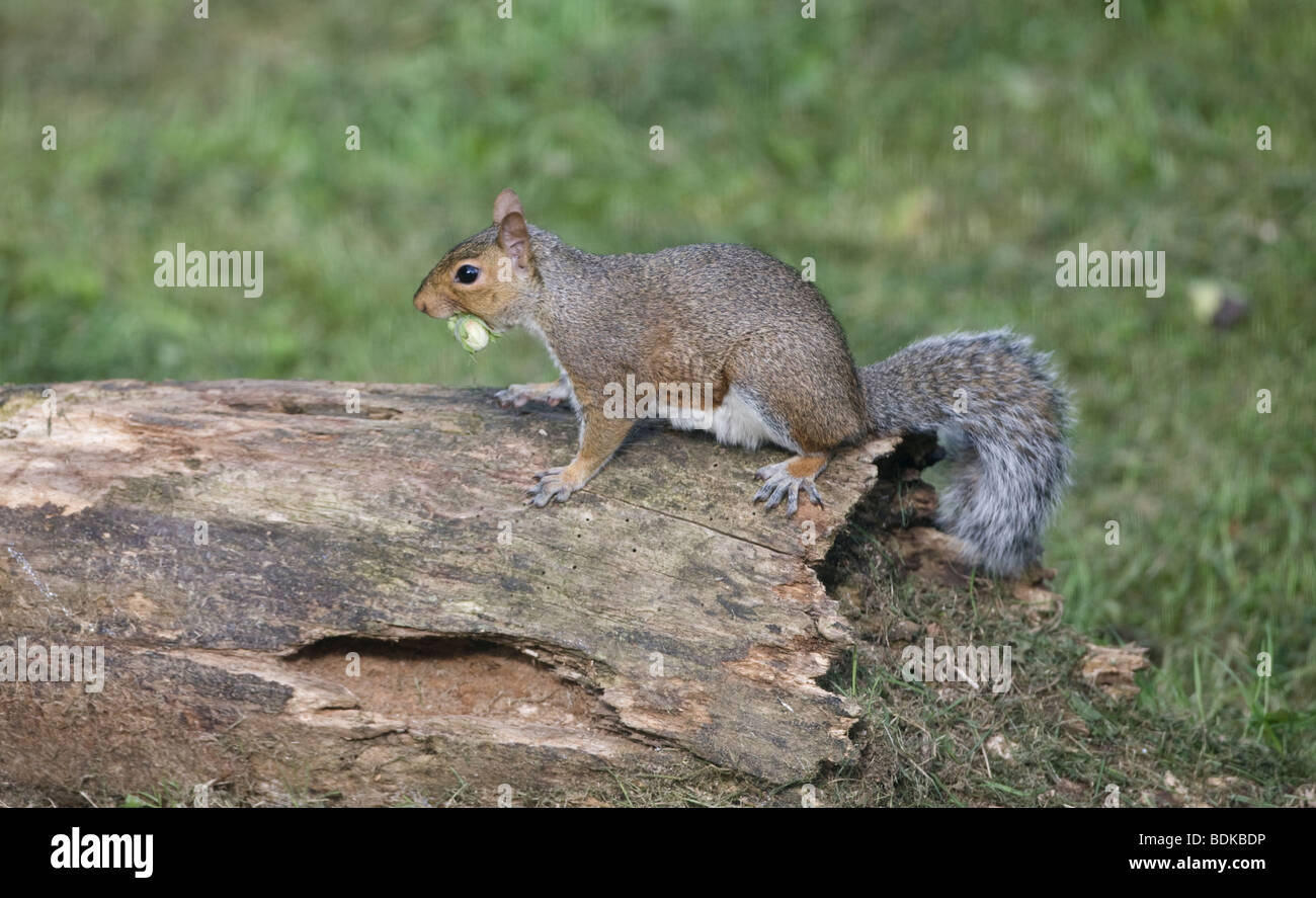 Grey Squirrel gathers Hazel Nuts for winter larder Stock Photo - Alamy