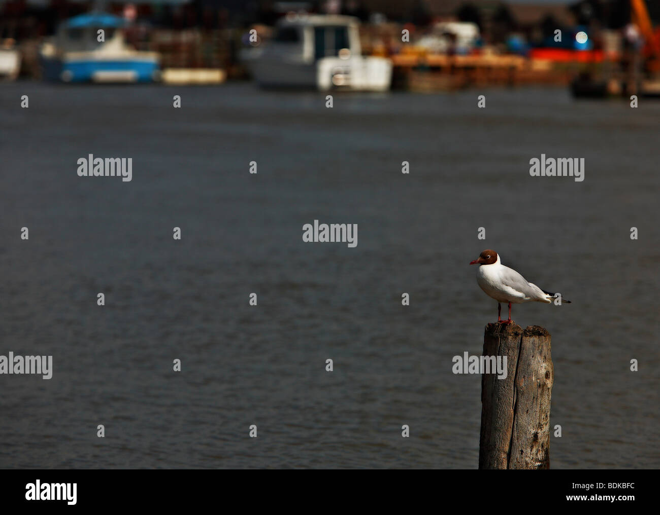Seagul sitting on a post at Walberswick Suffolk Stock Photo - Alamy