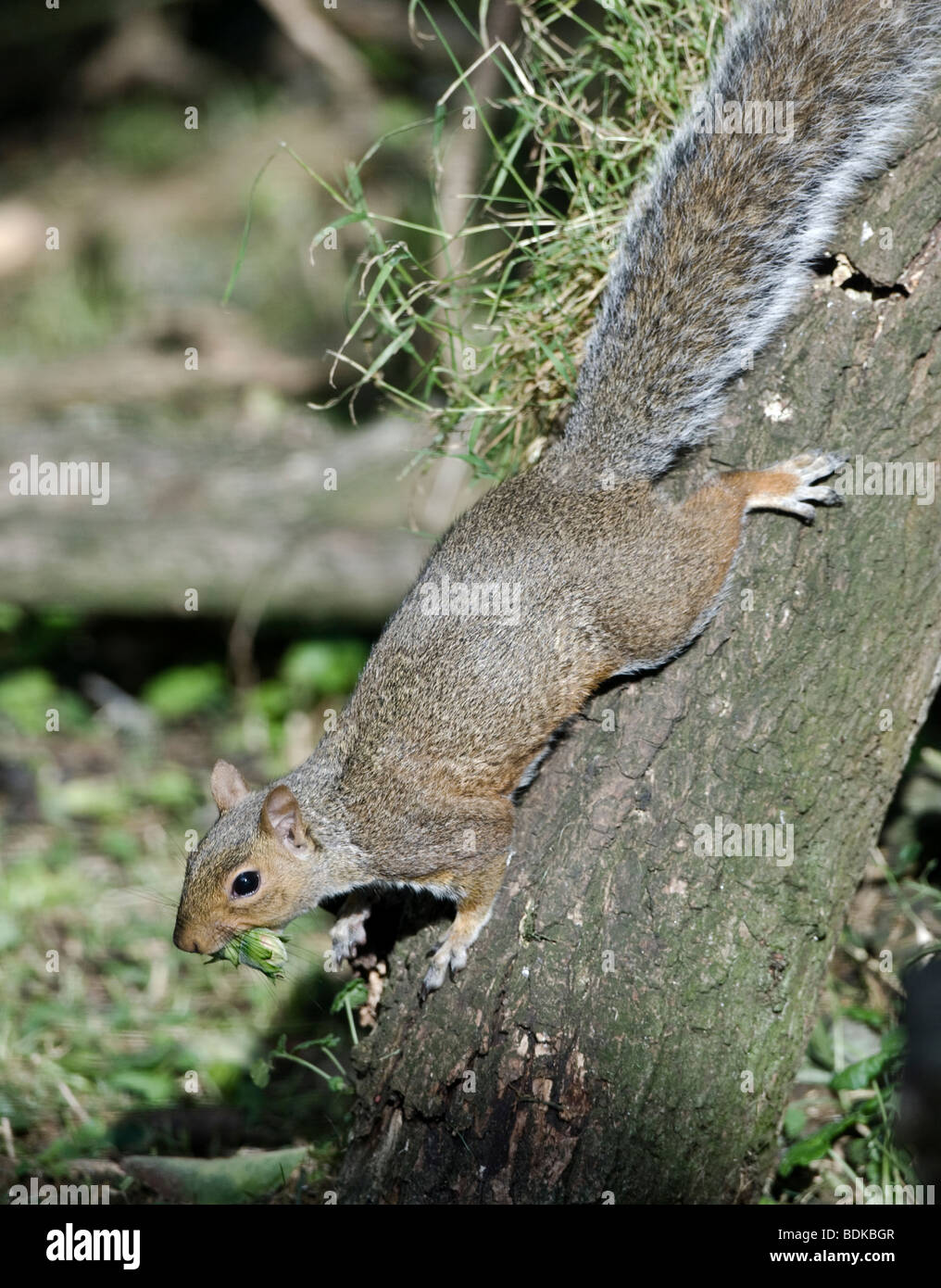 Grey Squirrel gathers Hazel Nuts for winter larder Stock Photo - Alamy