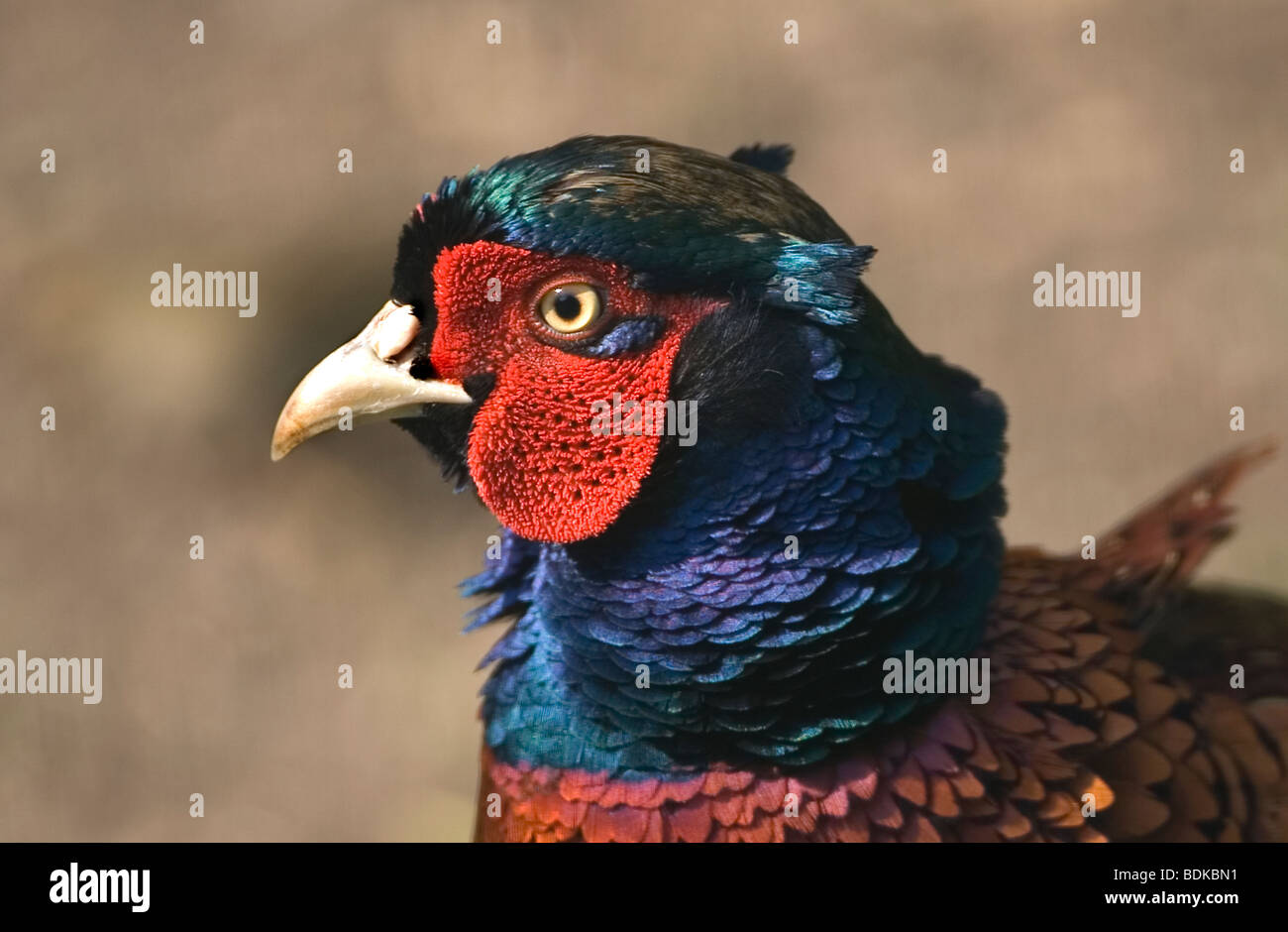 Portrait of male Pheasant head Stock Photo - Alamy