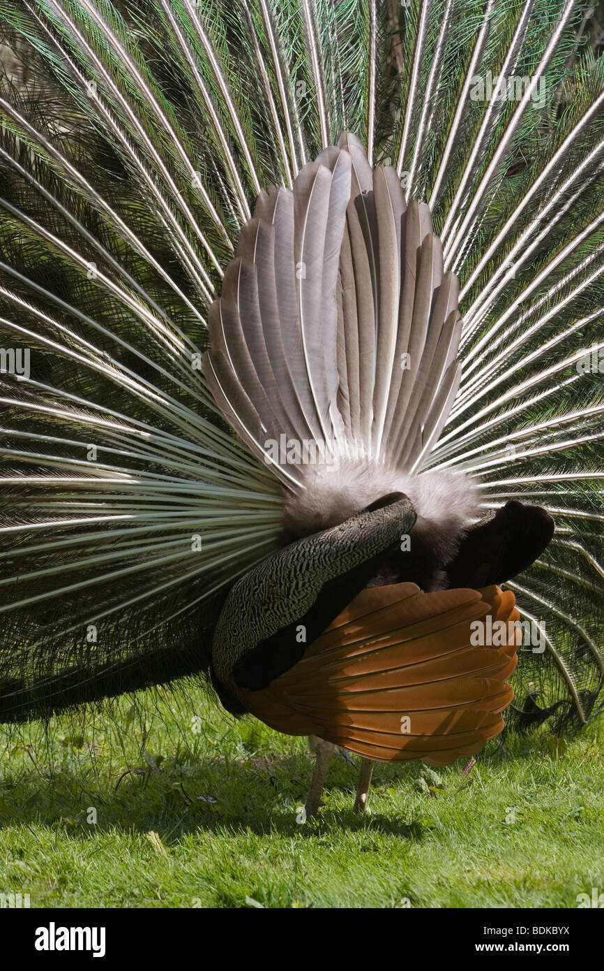 Common, Blue or Indian Peacock (Pavo cristata). Rear view of bird ...