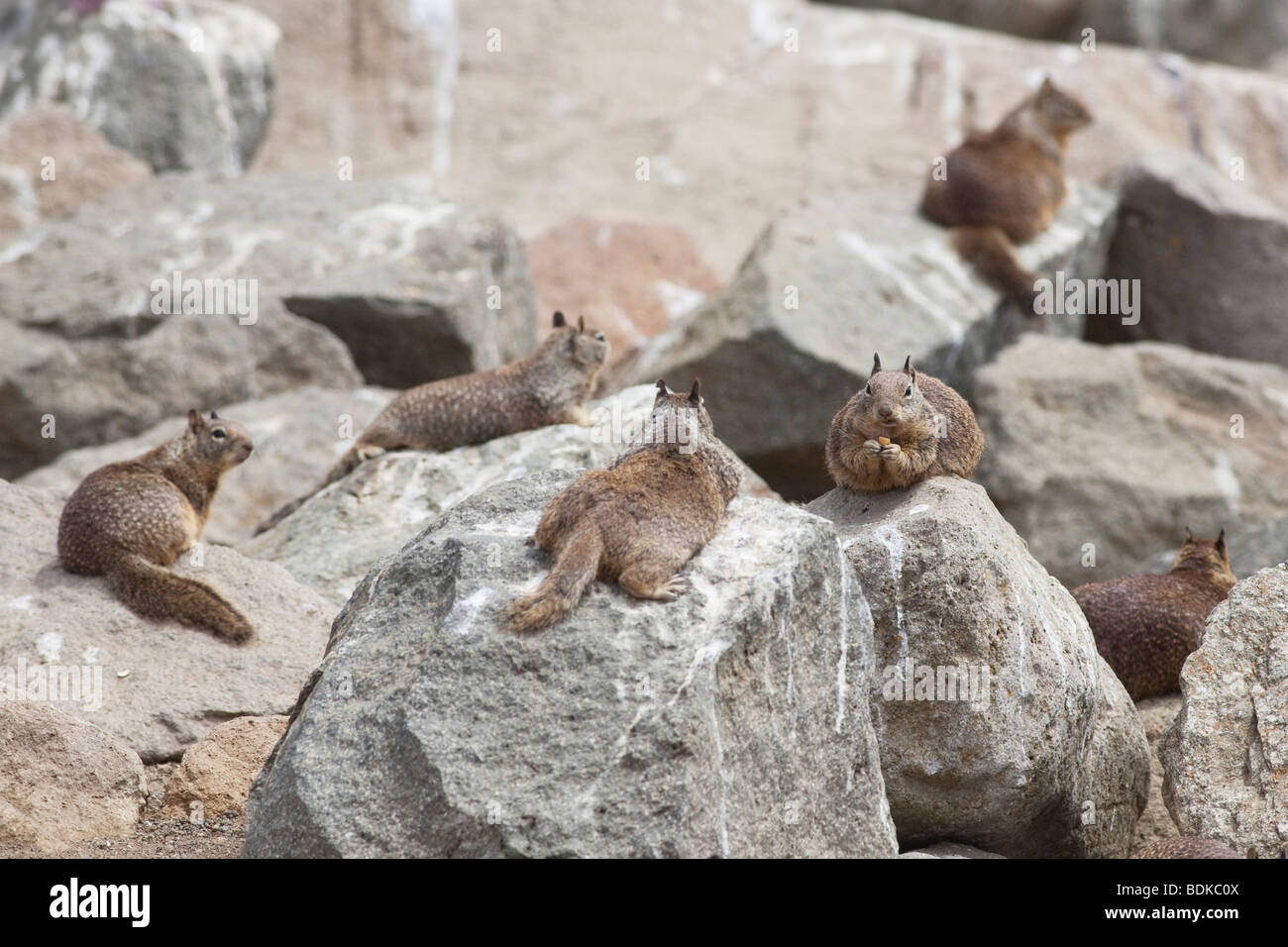 California Ground Squirrels in California, USA Stock Photo - Alamy