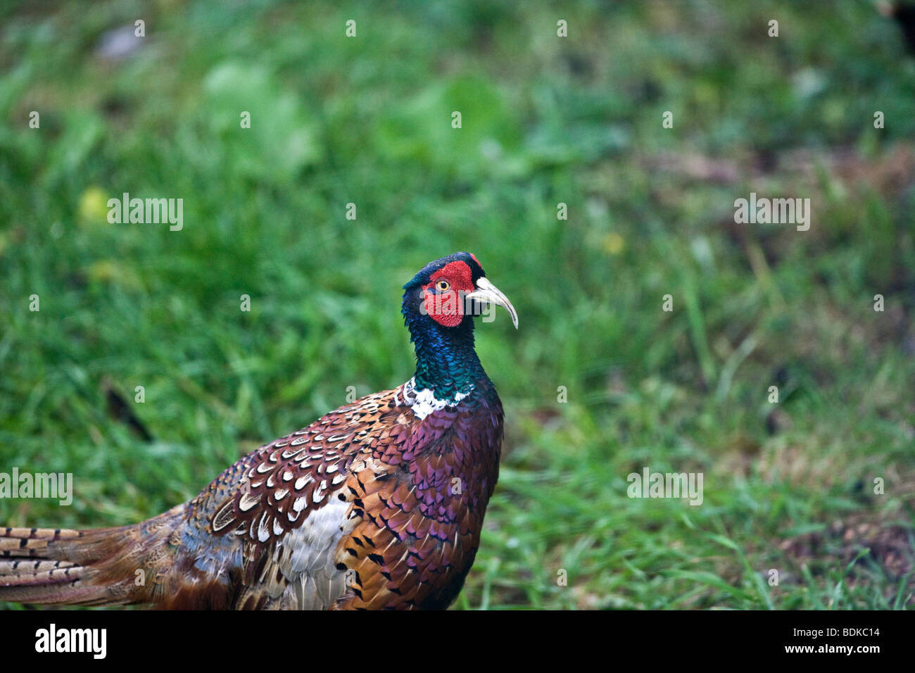 Bird with deformed beak hi-res stock photography and images - Alamy