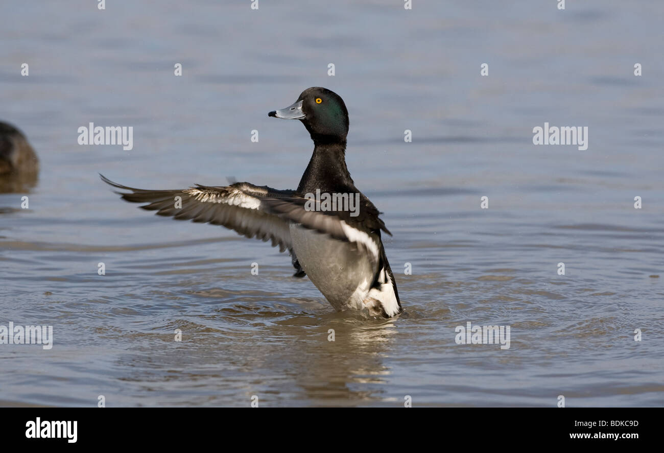 Tufted Duck wing flapping Stock Photo - Alamy
