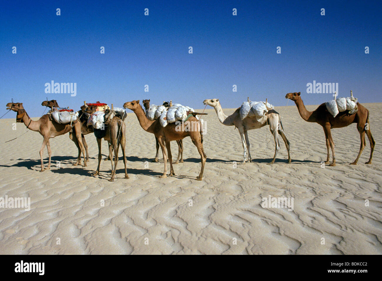 Azalai hi-res stock photography and images - Alamy