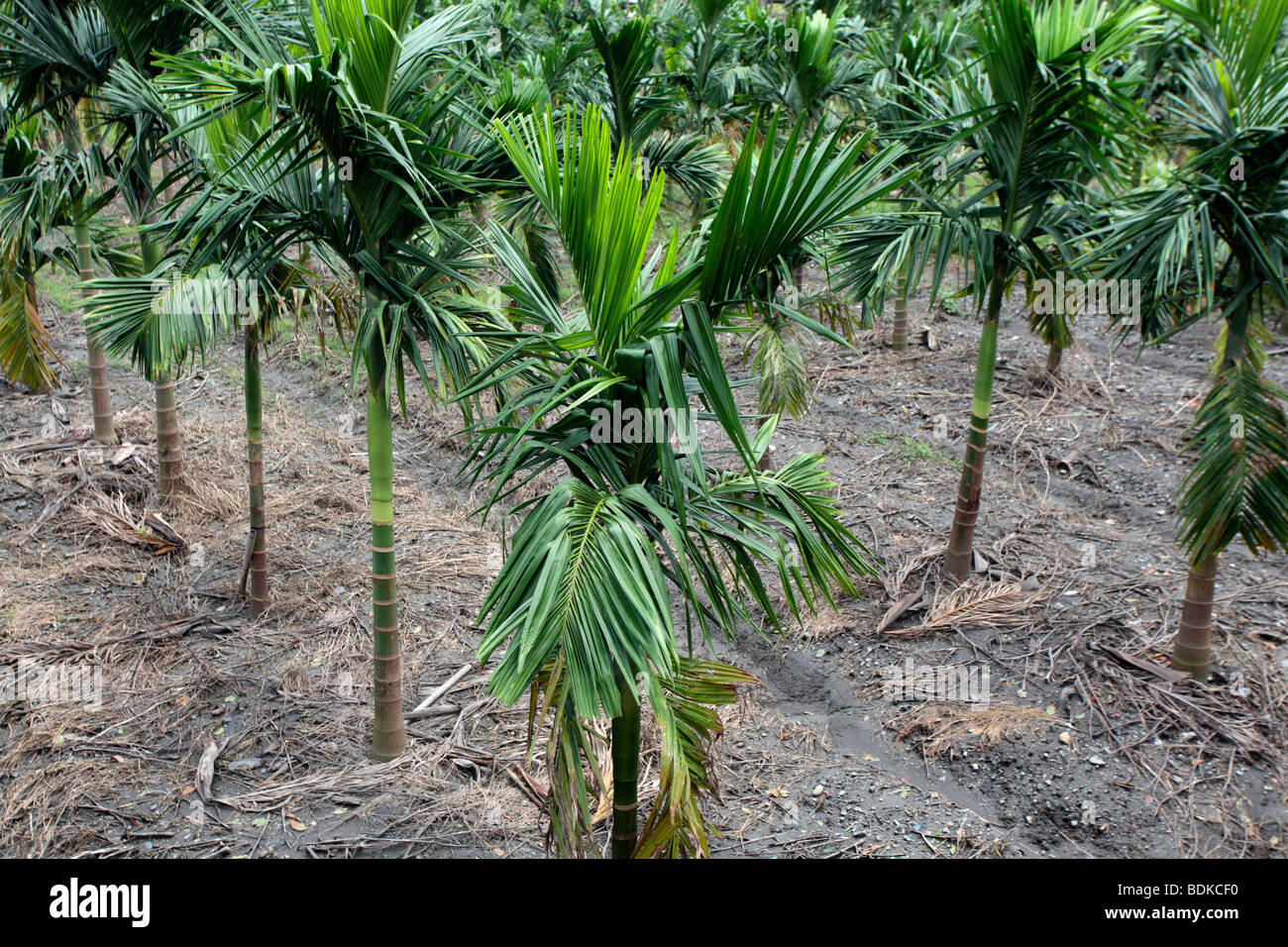 Betel nut trees grow in field Stock Photo - Alamy
