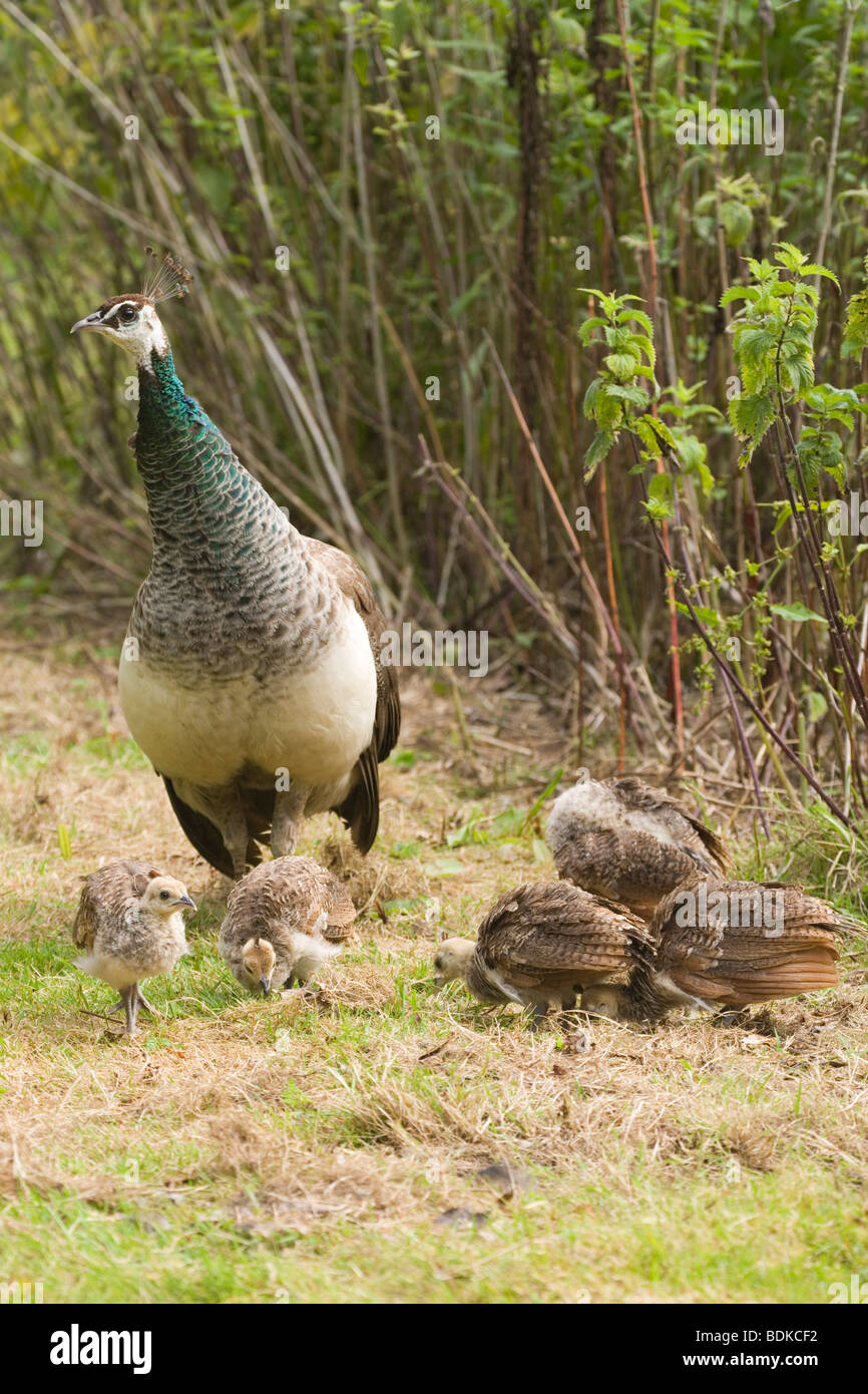 Common, Indian or Blue Peafowl (Pavo cristata). Peahen, or female, and ...